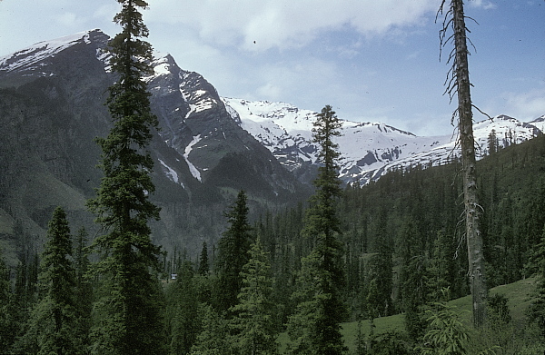 birding never sleeps: 30 years ago: 14-17 June 1982, Manali & Khoti