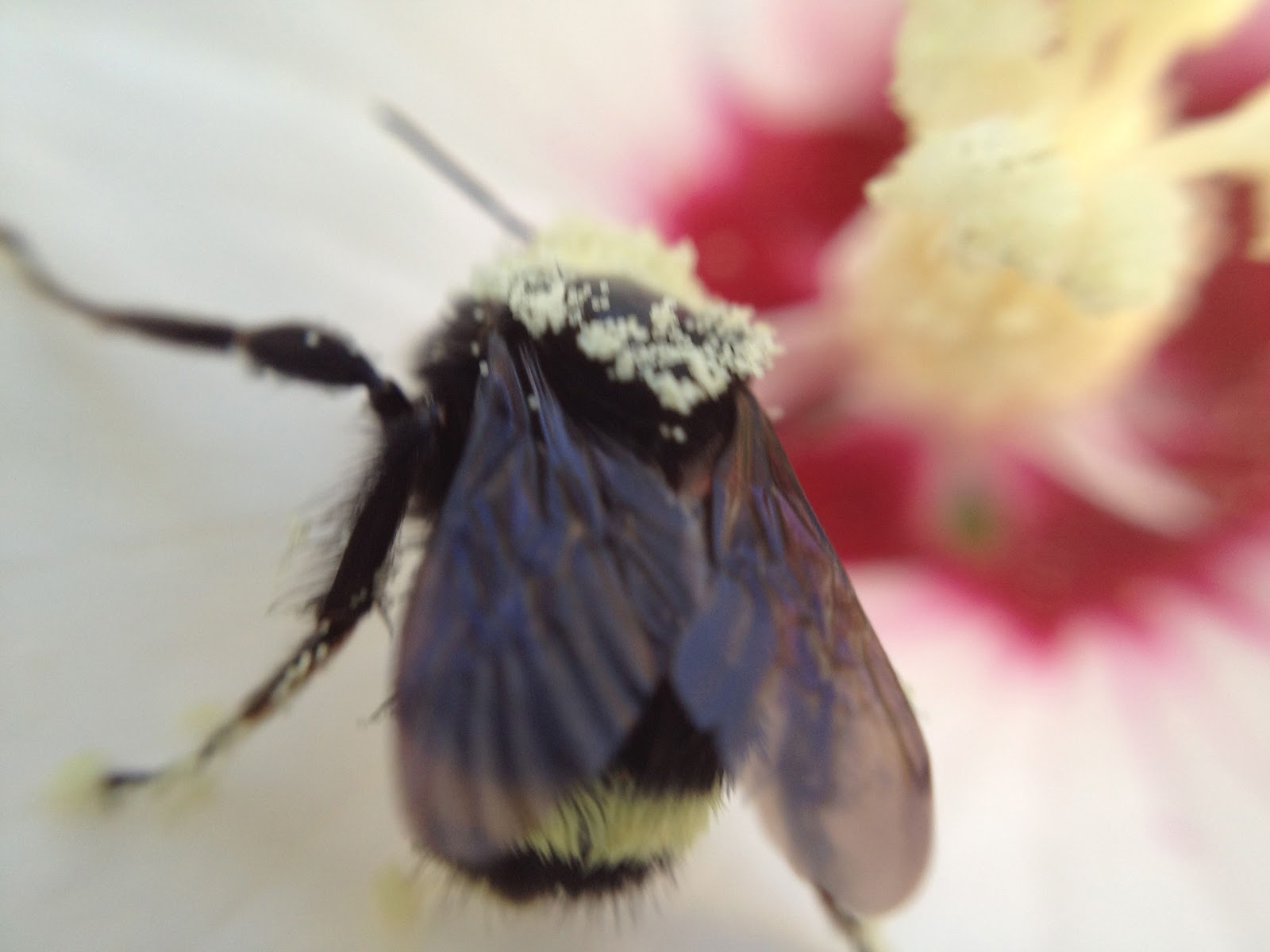 DOG PARTY!: Batman Bee Joins Youtube Network