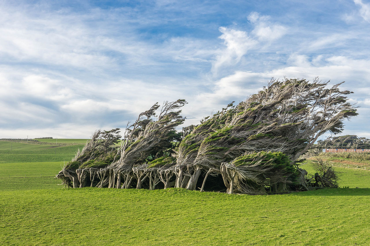Descubre TU MUNDO: El lugar donde los árboles crecen doblados por el ...