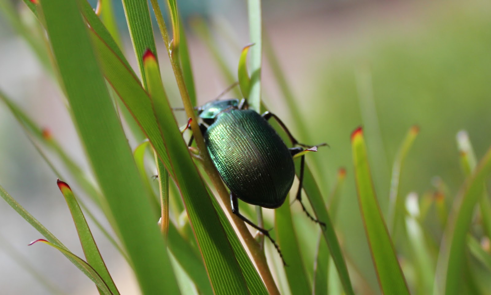 Wheatbelt biodiversity: Glorious Green Gobblers