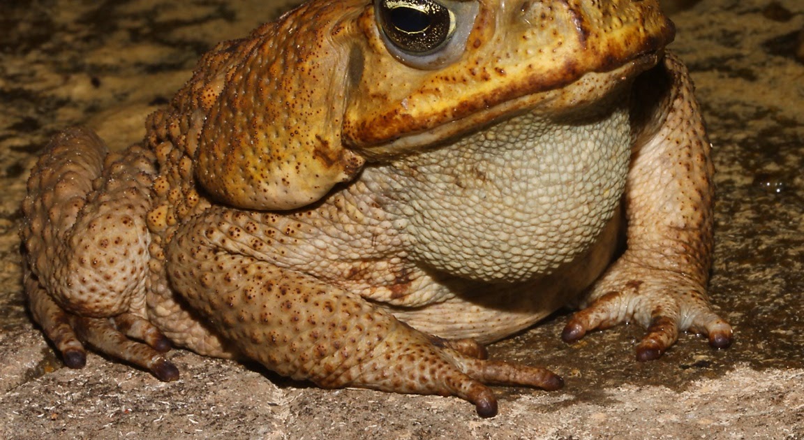 Marine Toad | Animal Wildlife