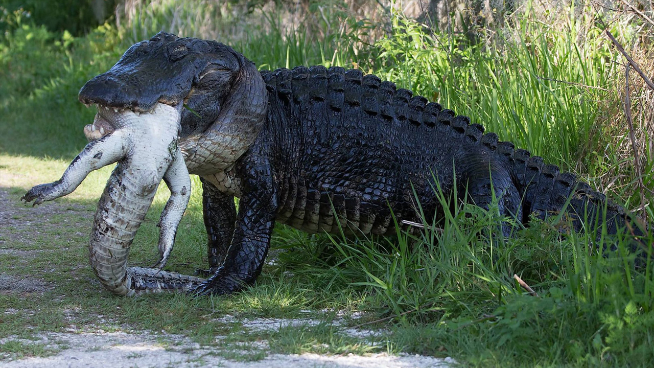 Photographer Captures Gator Eats Another Gator - ViralSuma | Get ...