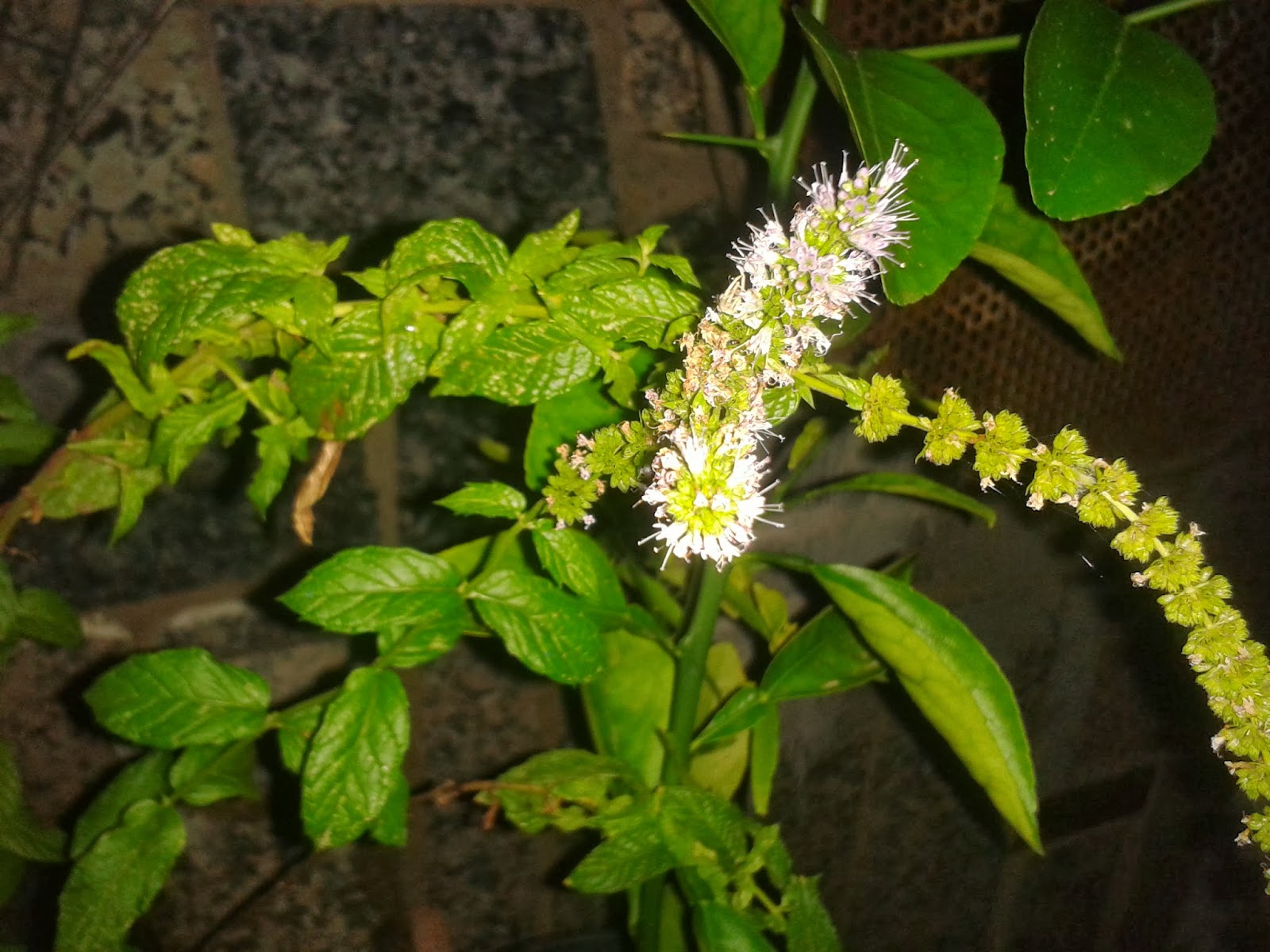 El tio yerbas: poleo - menta