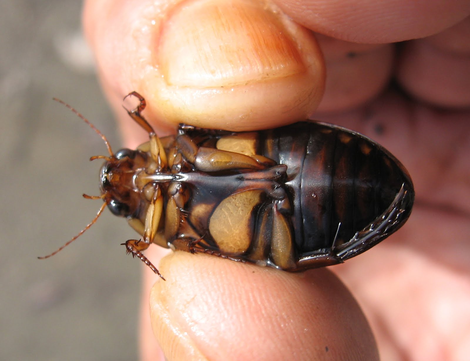 Tangled Web: Coleopteran Conundra