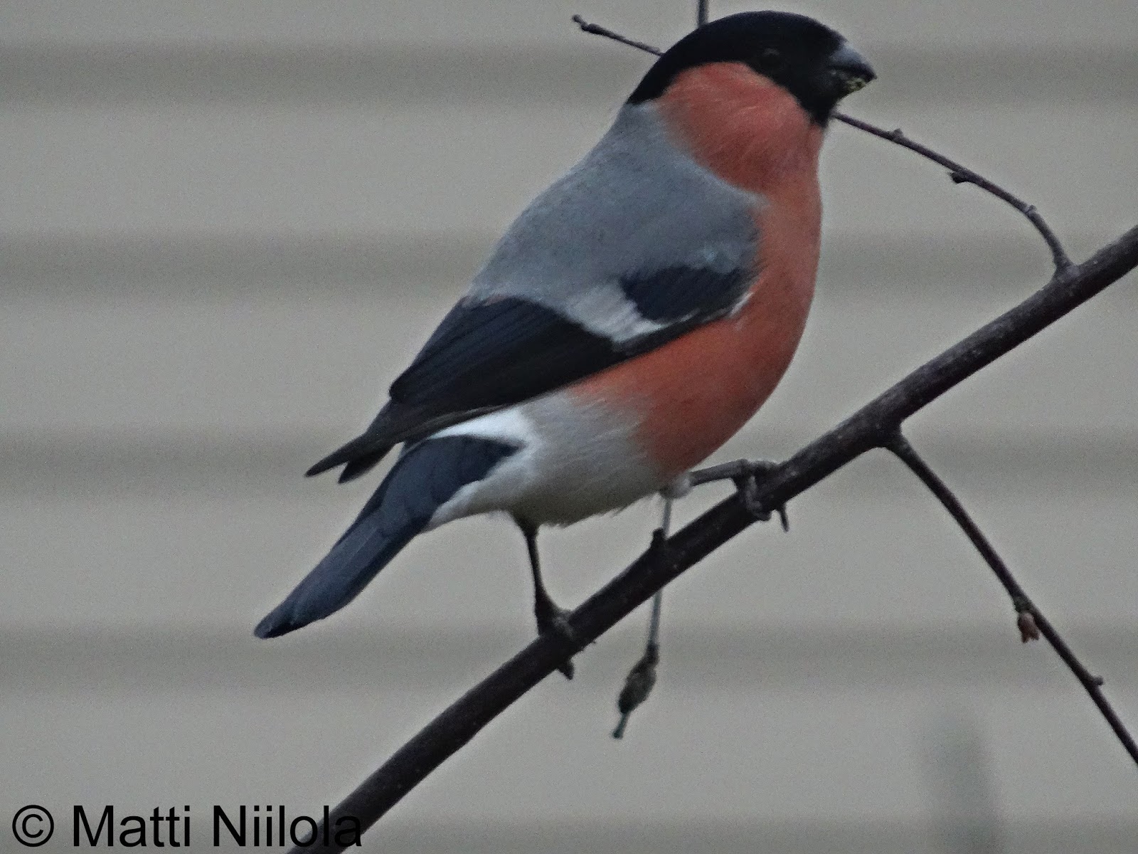 matti metsässä ja muualla: PUNATULKKU Pyrrhula pyrrhula