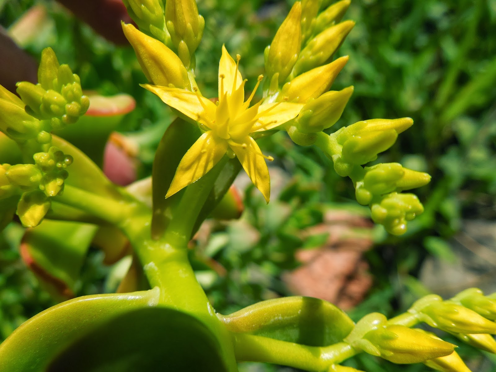 Flores estrella - BOTÀNIC SERRAT