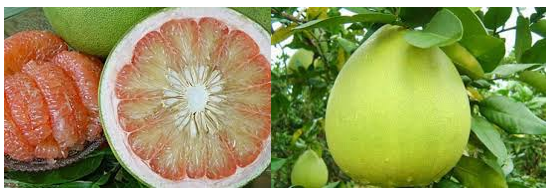 Jeruk Bali (Citrus maxima Merr) ~ Evolusi Dan Keragaman Tumbuhan Buah ...