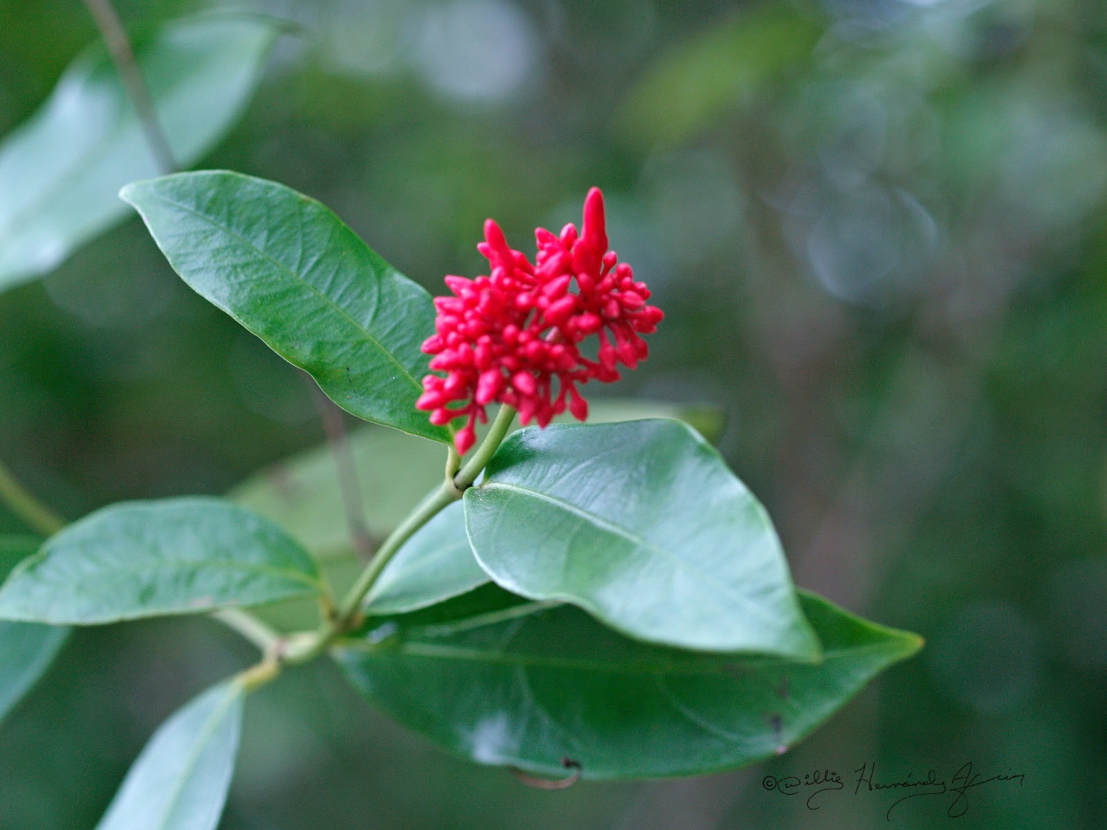 Flora de Puerto Rico Ilustrada Papo Vives: APOCYNACEAE PINOCHIA ...