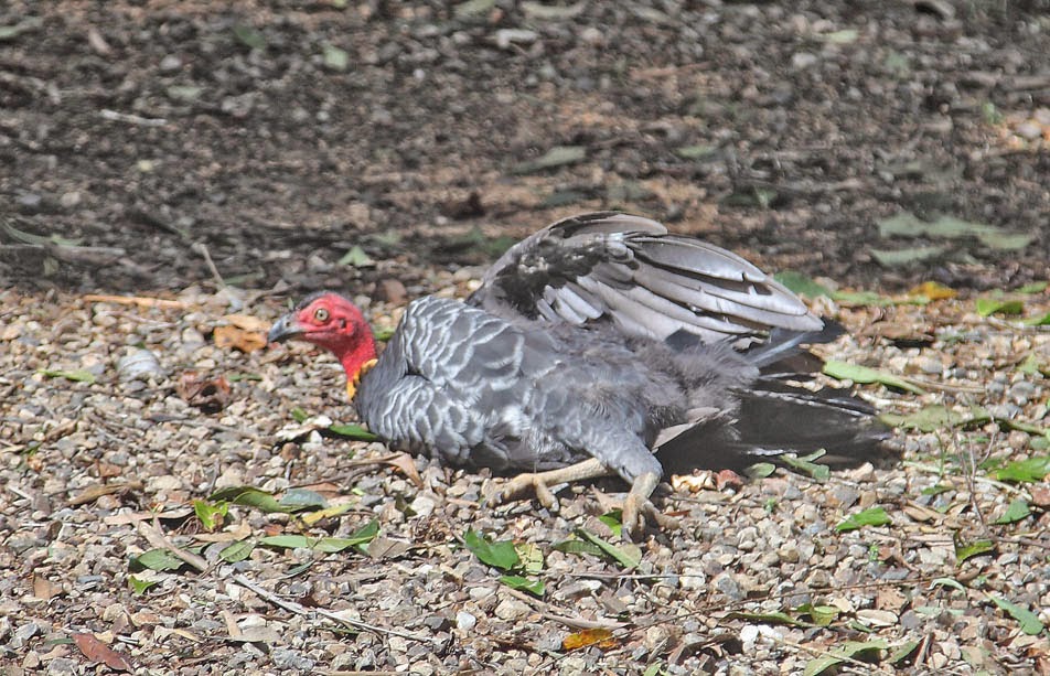 BunyipCo: April 2014