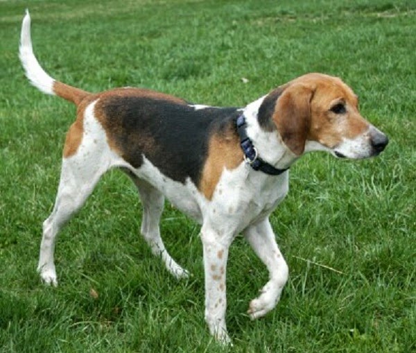 Foxhound americano o American Foxhound