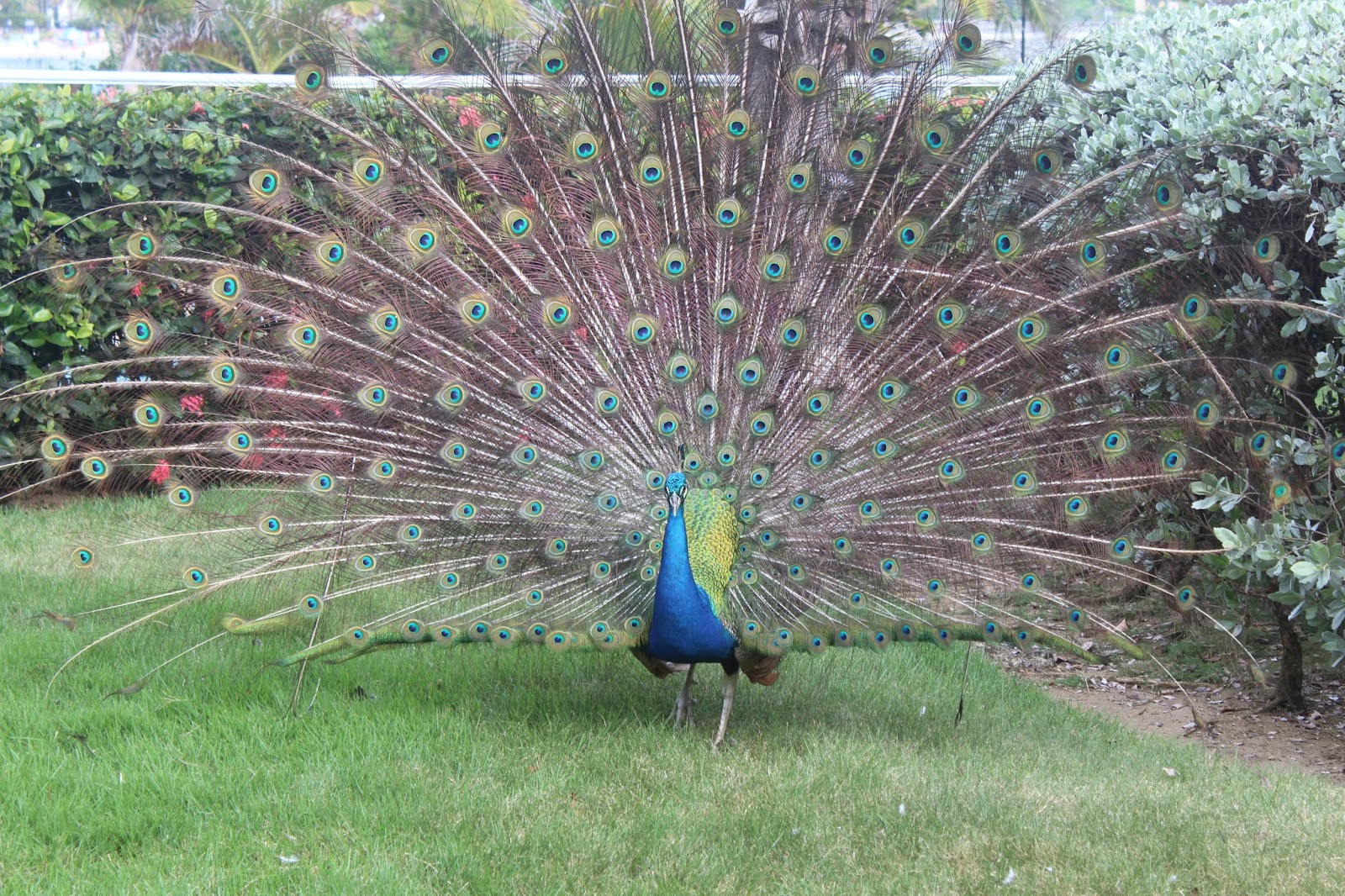 Tetrápodos: características, origen y evolución - Puerto Rico Loves Biology