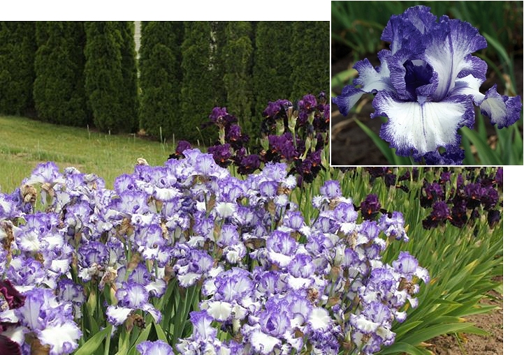 World of Irises: August 2013