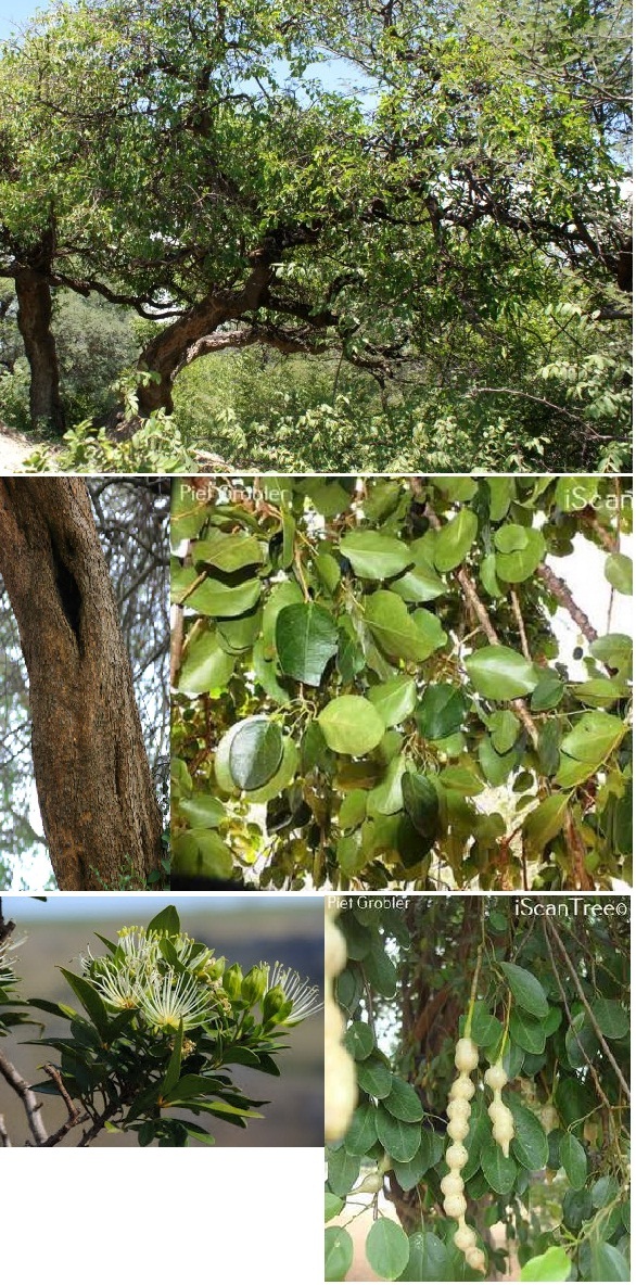 PEQUENA MONTRA DA NATUREZA: ESTUDO DA FLORA ANGOLANA: UM RECORTE ...