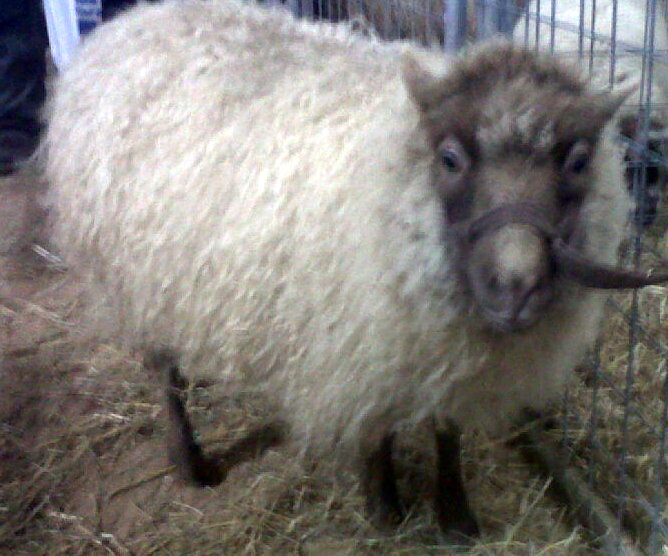 Aloha Windmill Farms: October 2011