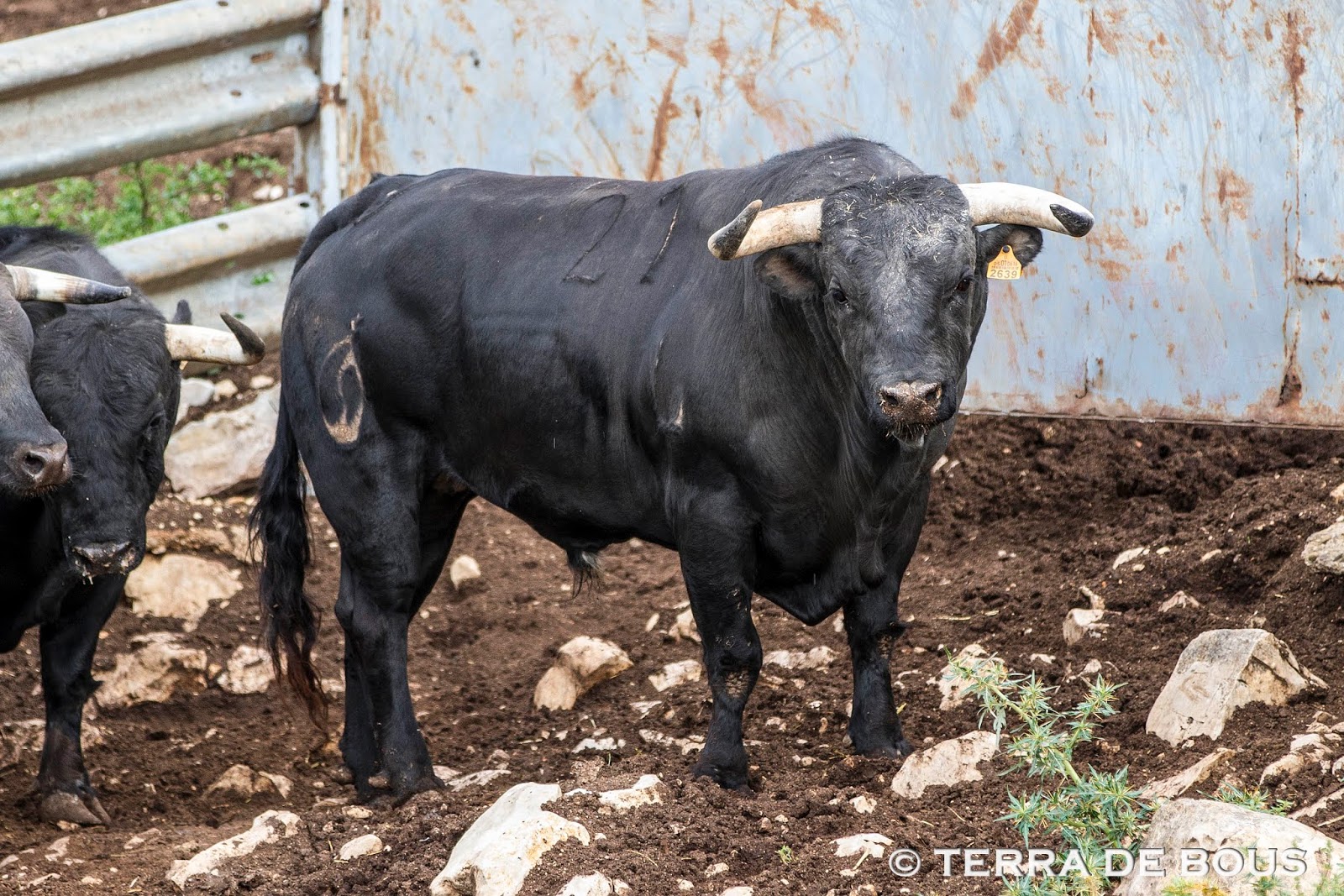 CERRILES PARA AGOSTO EN LA POBLA TORNESA