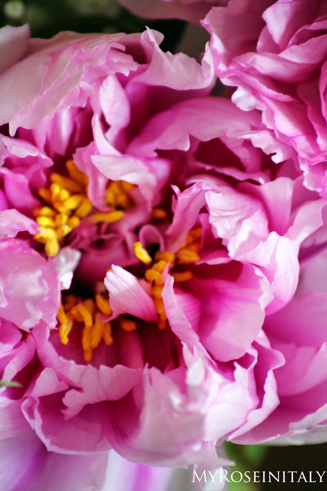 My RoseinItaly: I miei fiori preferiti