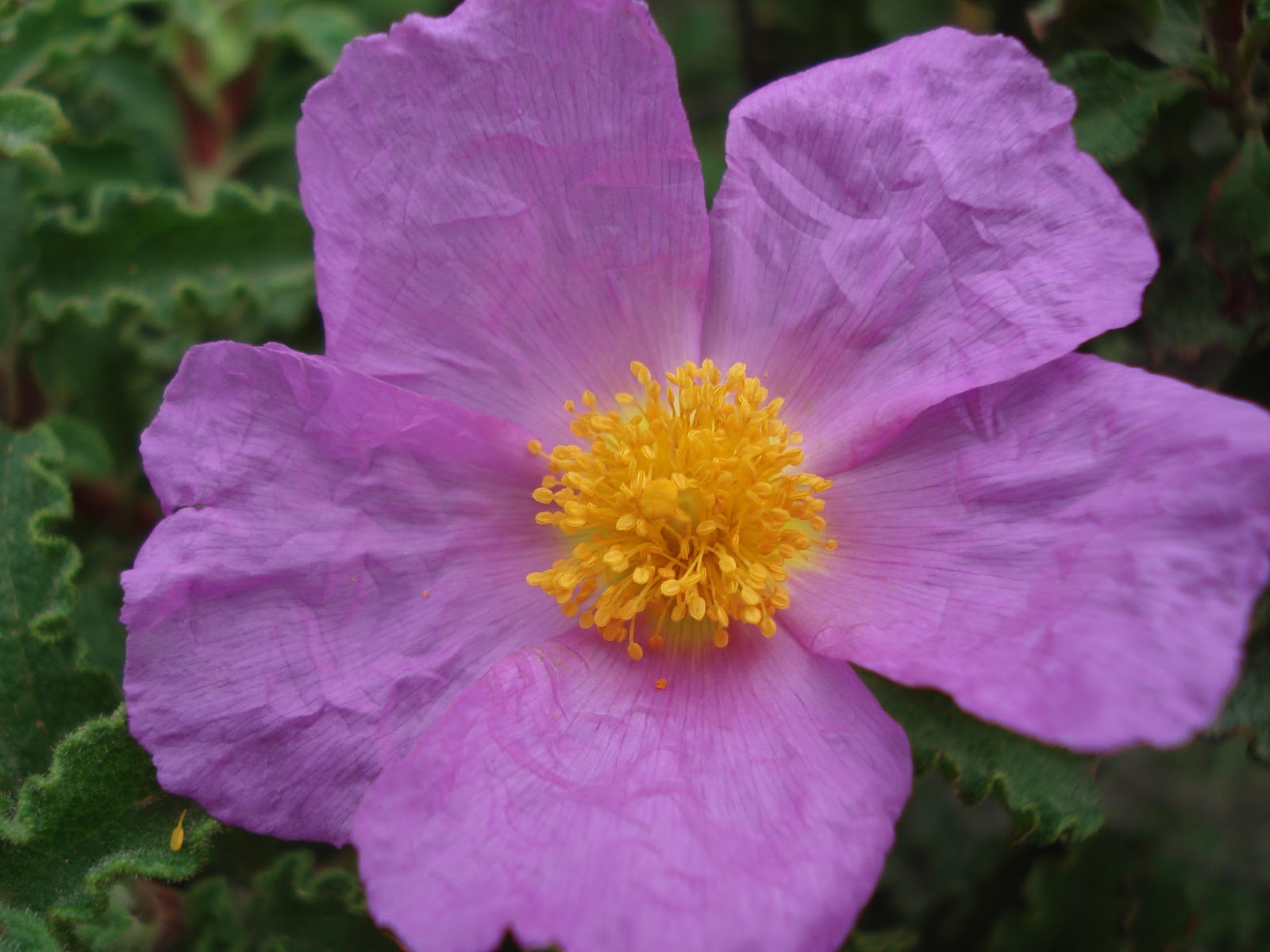 Labdanum or ladanum of Cistus Incanus Creticu / Cistus Incanus Tea from ...