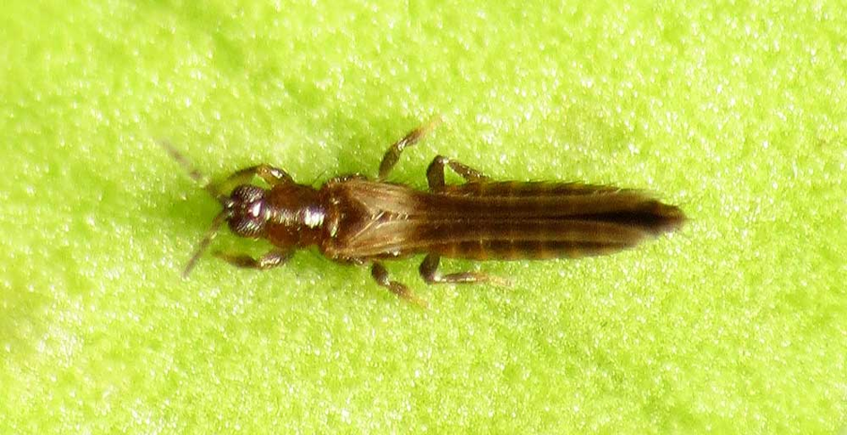 ENTOMOLOGIA "ORDENES DE INSECTOS": ORDEN THYSANOPTERA