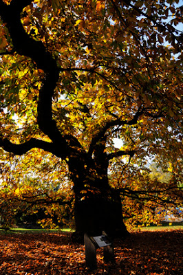 Sometimes I write, sometimes I am.: Under the Sweet Chestnut Tree