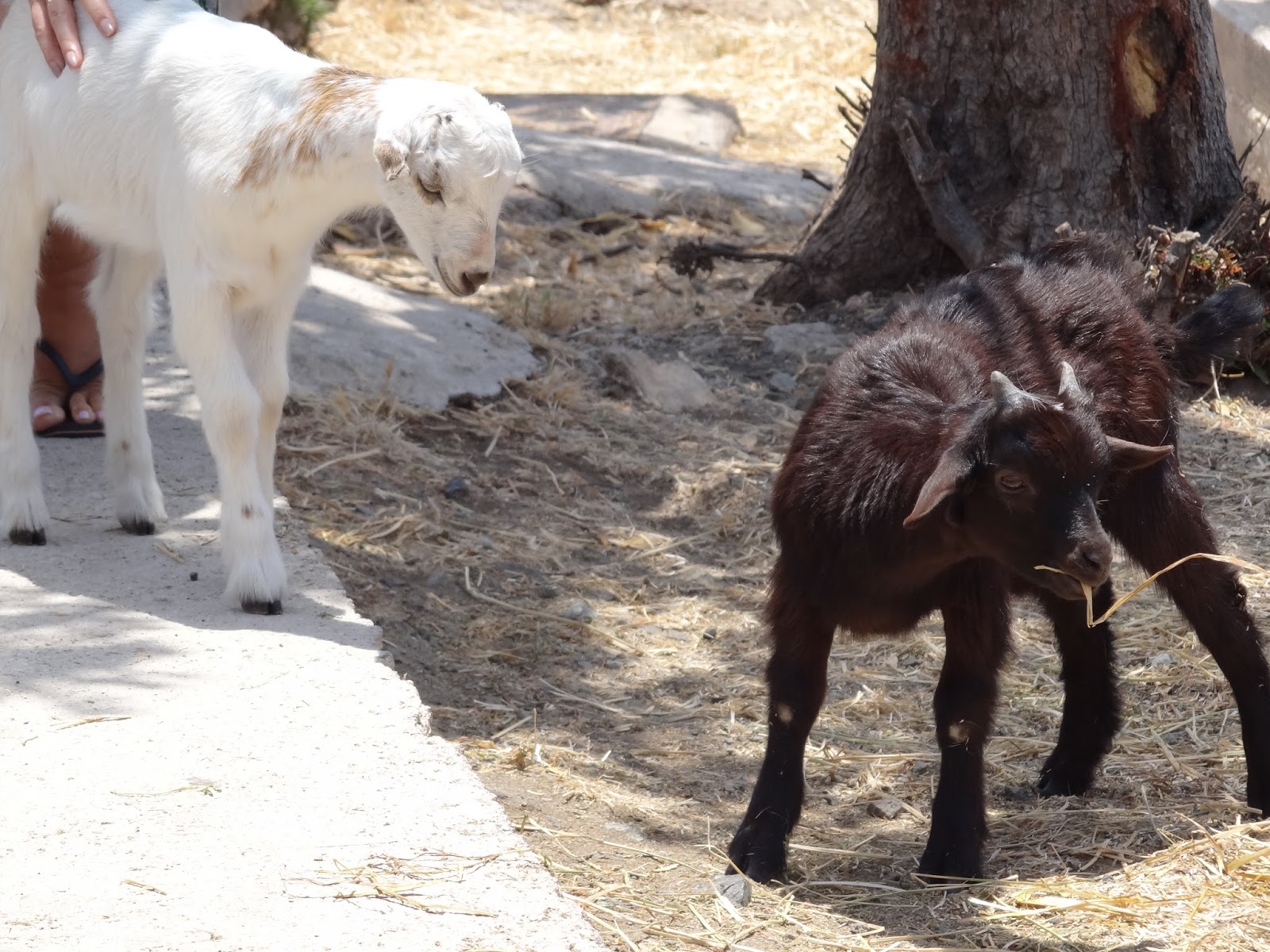 A Day in Cyprus | Pafos Zoo | Part II - The Nerdy Me - Budget Travel ...