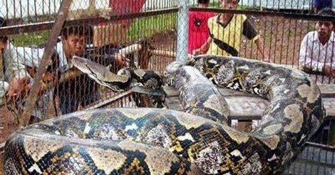 Snakes: Terror and Shock: the World's Largest Snakes Ever