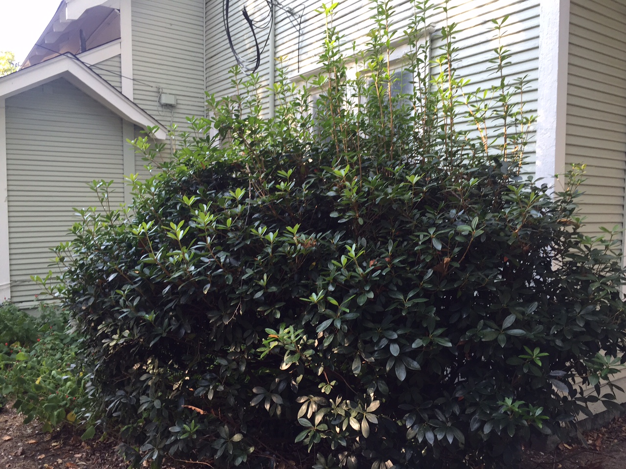 My Messy, Thrilling Life: 2015