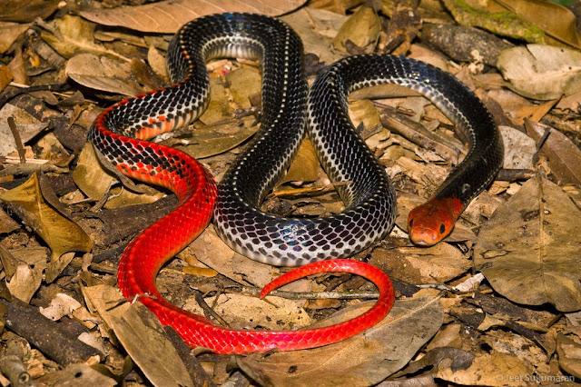 Ular Asli Indonesia: Ular Berbisa