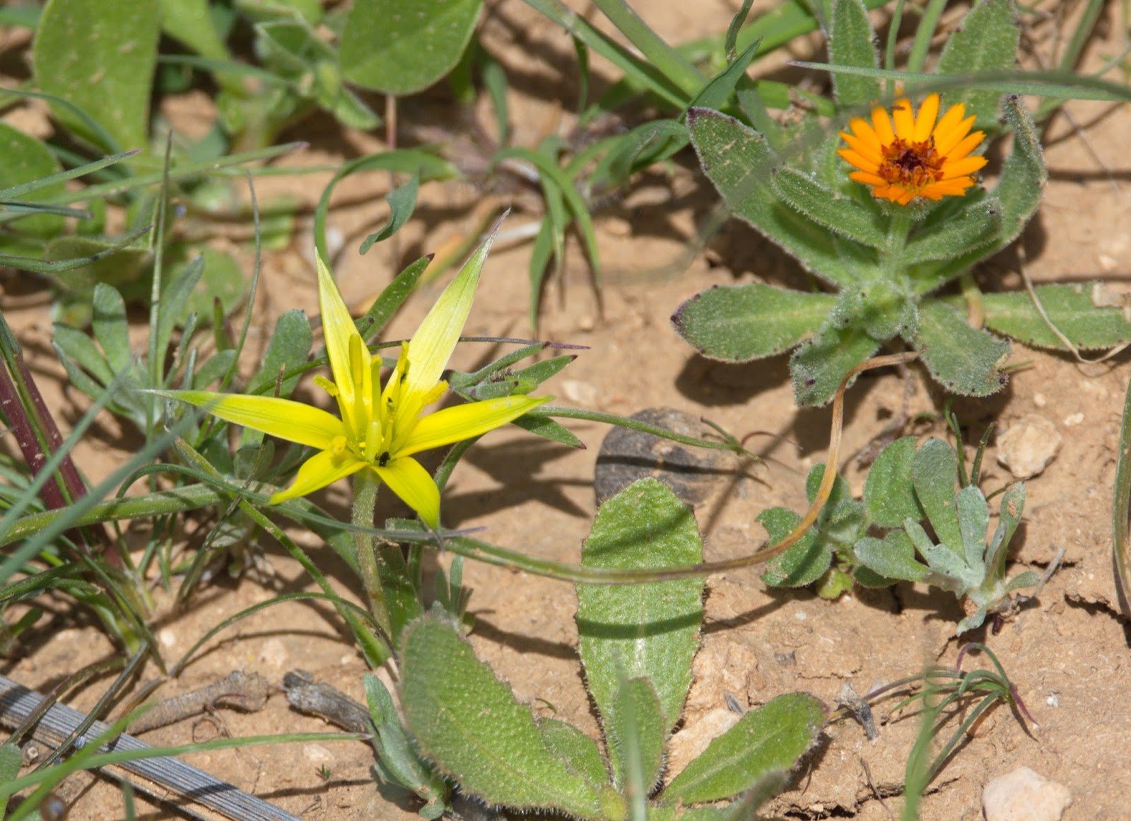 Dominic's Field Photos: Har Amasa flowers