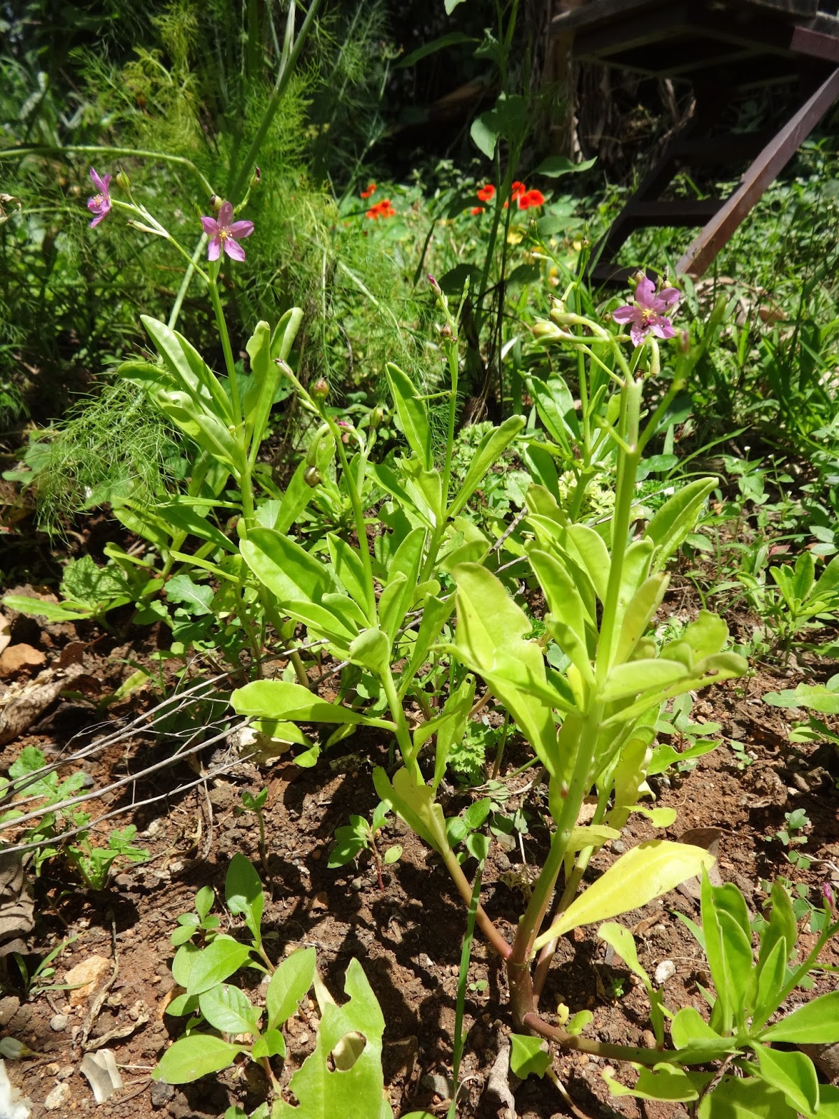 Herbs from Distant Lands: Talinum triangulare - Philippine Spinach ...