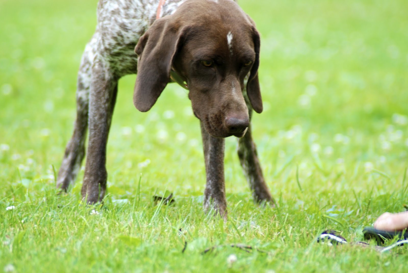 Adventures of a GSP Hunting Dog: Staying Steady