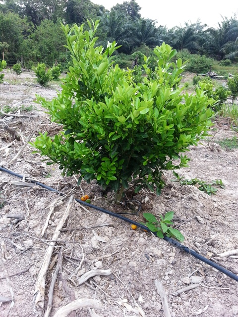 Limau Kasturi - 2021: Pemandangan Kebun Limau Batu 9, Sejuk Mata Memandang.