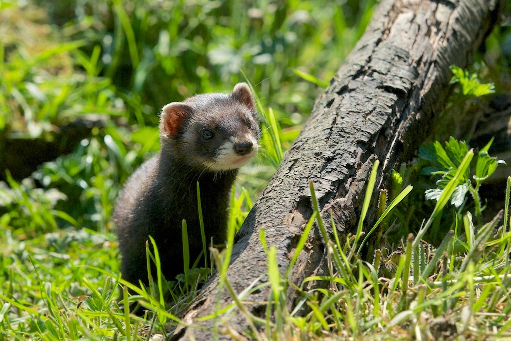 British Wildlife Centre ~ Keeper's Blog: Baby Polecats