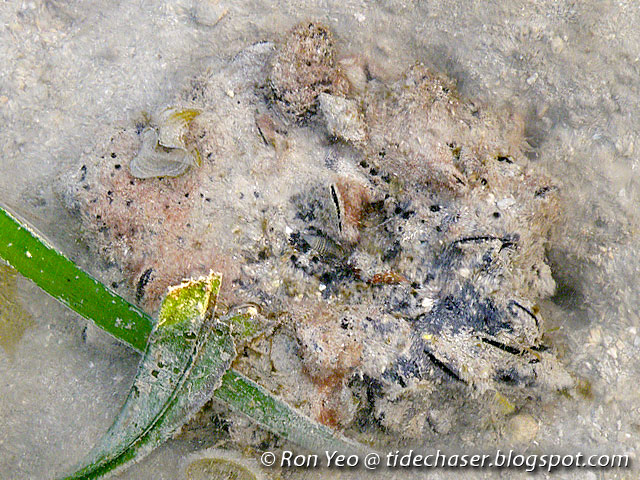 tHE tiDE cHAsER: Sponges (Phylum Porifera) of Singapore