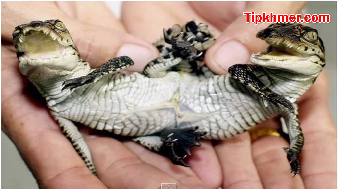 tipkhmer1: Strange but true - 8 animals who were born with two heads
