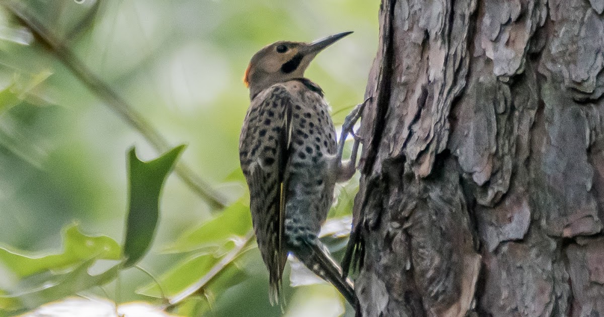 Photo Musings of a Marshwiggle - Welcome to Narnia: Weekend Wildlife ...