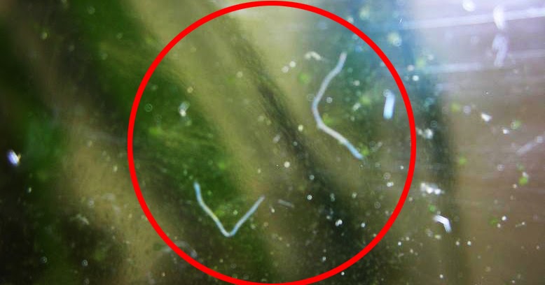 CARA MENGATASI CACING PUTIH ( PLANARIA ATTACK ) PADA AQUARIUM.