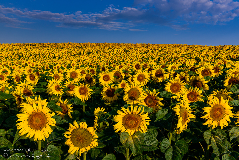 Blog von www.naturbild.ch: August 2013
