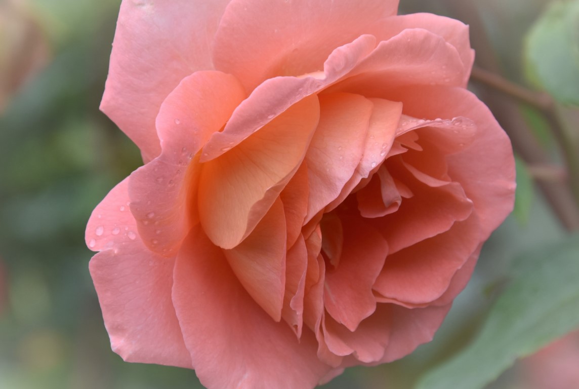 Chevalerie de la Rose Epine