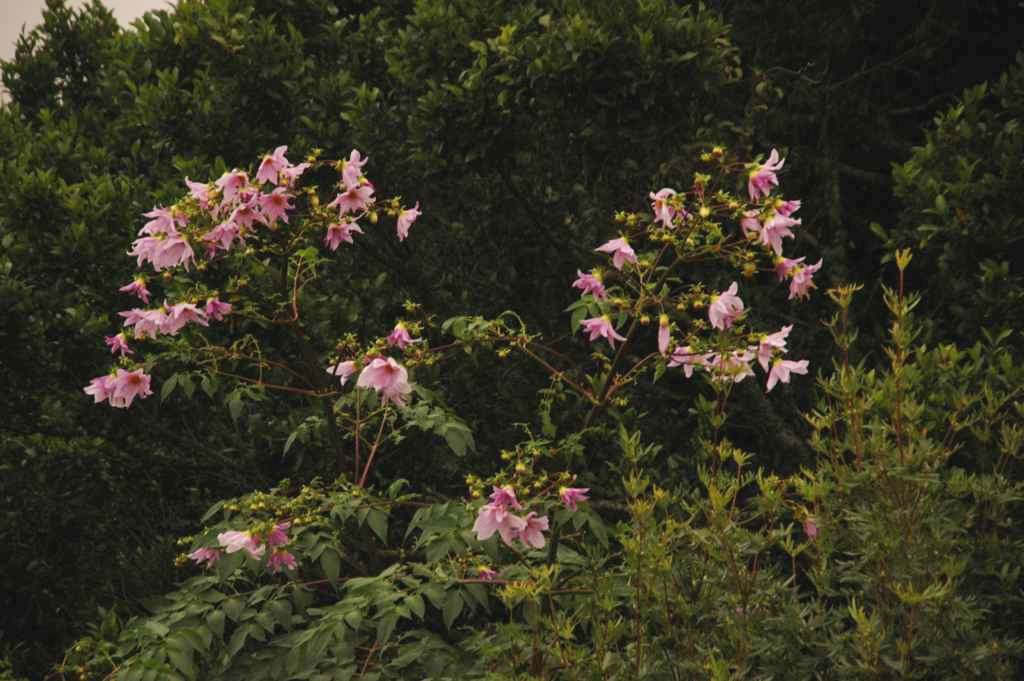 The Nature of Robertson: Tree Dahlia - probably its last days of flowering.