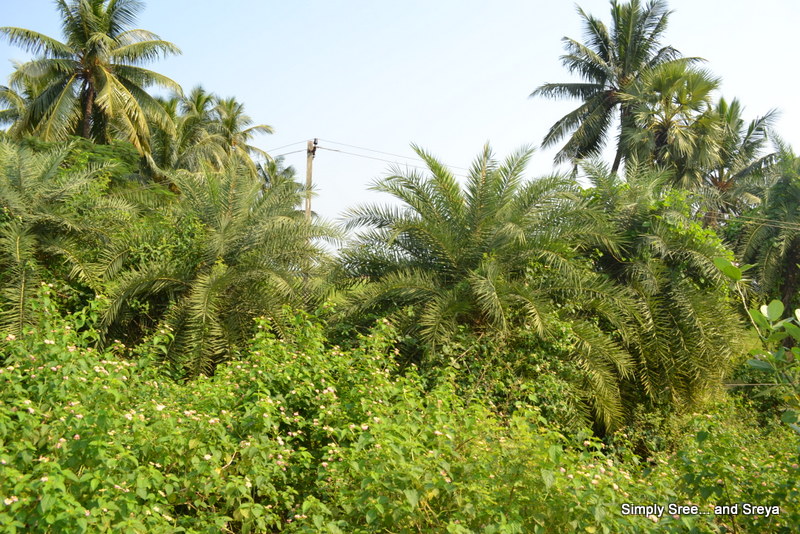 Life in Pictures: Eeta Chetlu