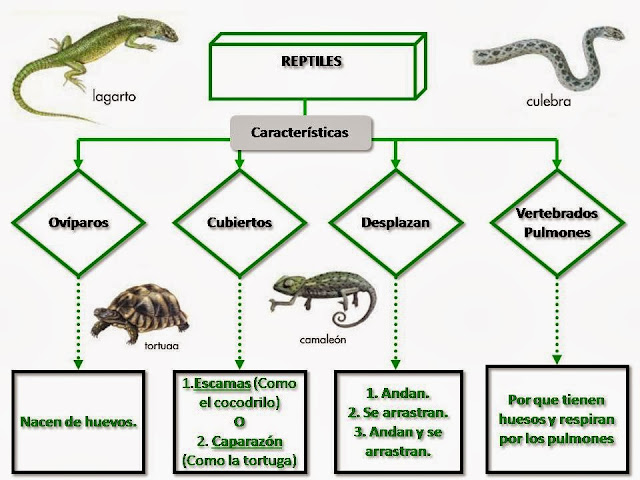3º E.P. en Leopoldo Alas: ANIMALES VERTEBRADOS