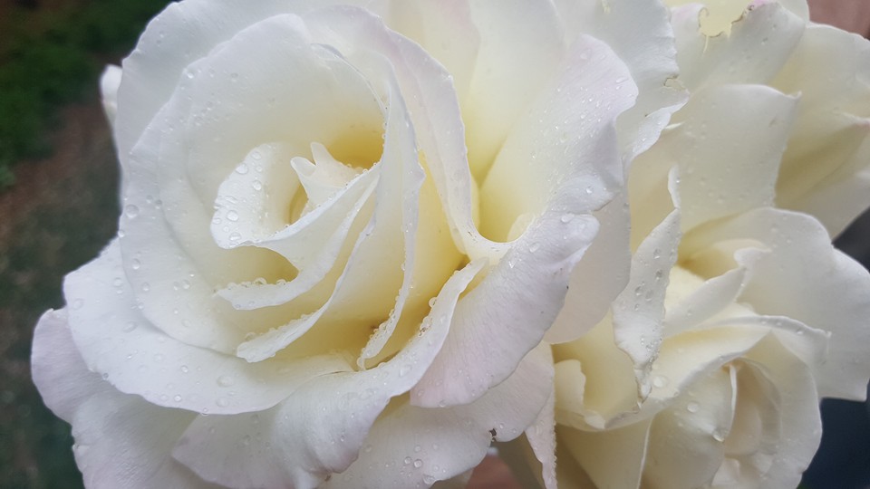 Lindaraxa: A Tour Of The Garden In May, Part I