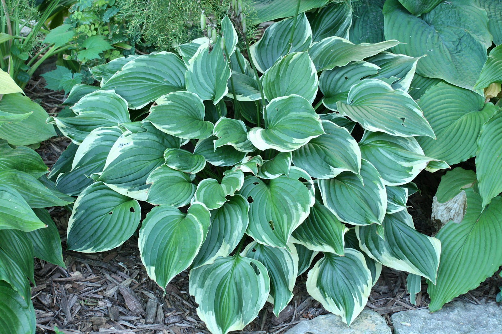 Cheesehead Gardening: Cheesehead Gardens 8/7/2012