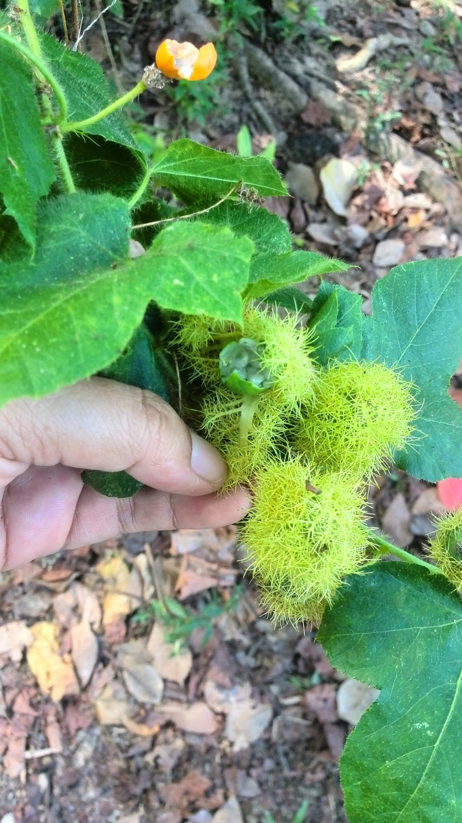 namakucella: POKOK LETUP @ POKOK ULAT BULU