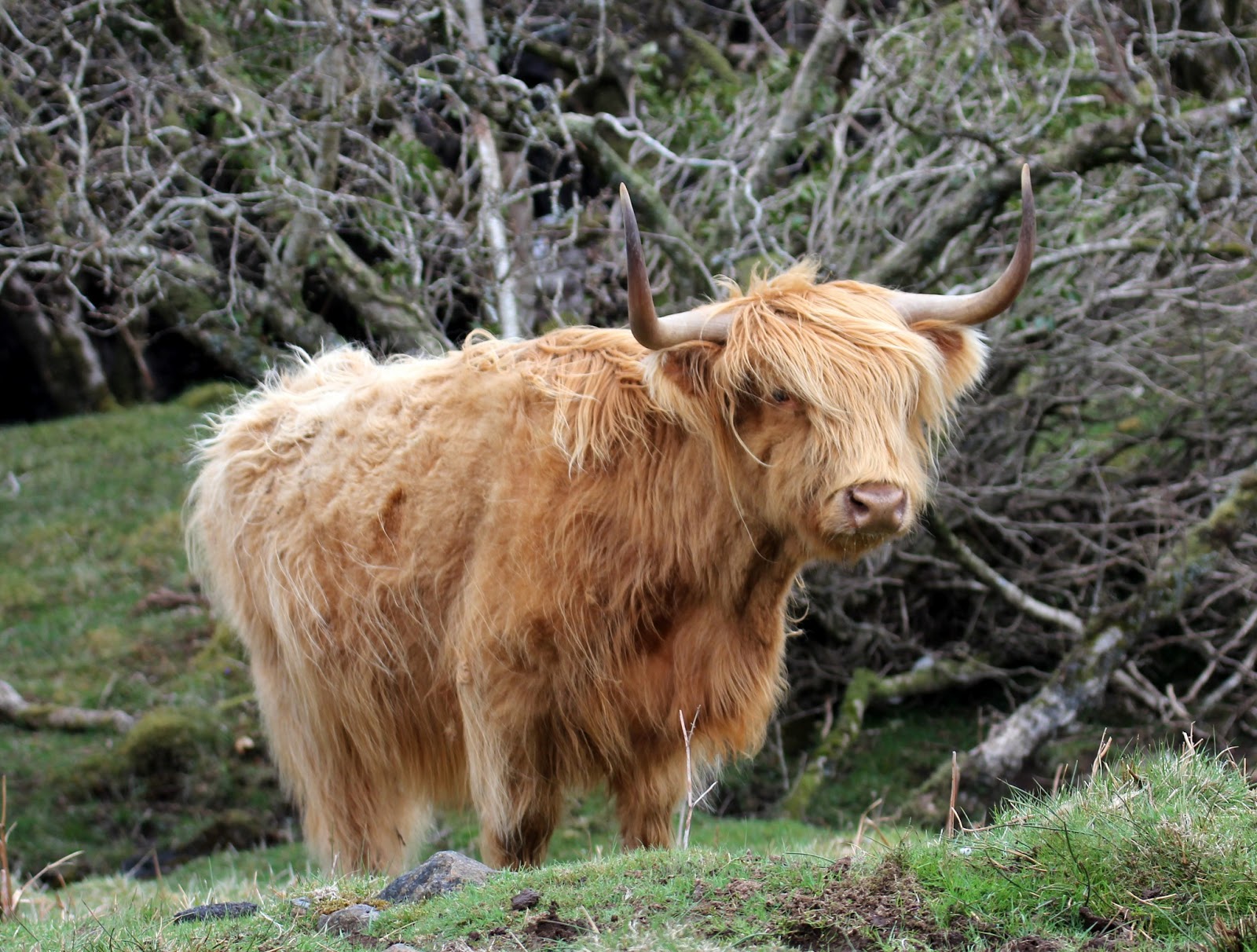 Gwdihw 2011: Out with Arthur