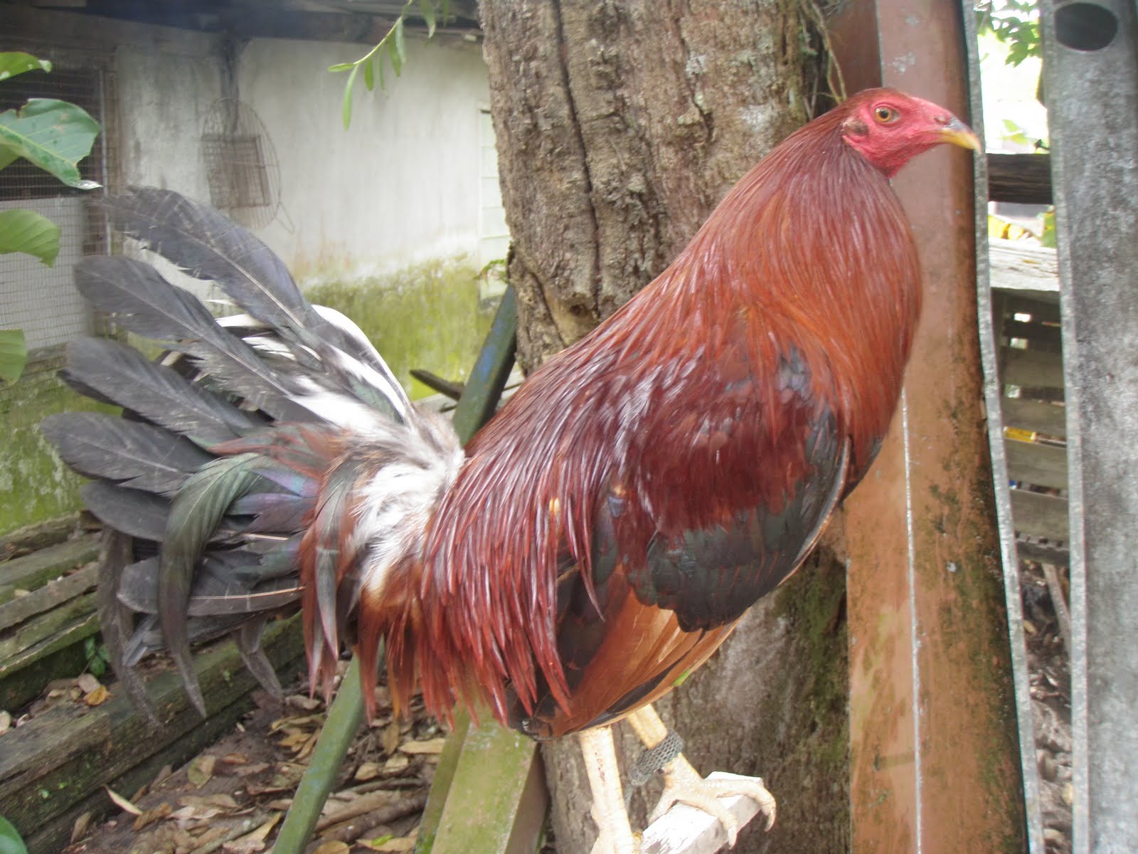 Sarawak Gamefowl Farm: My Stag Gamefowl (2nd August,2011)