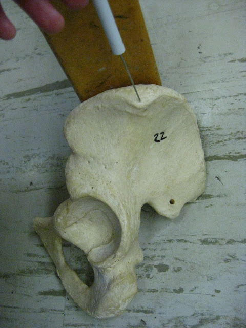 Boned: Human Skeleton - ilium (of os coxa)