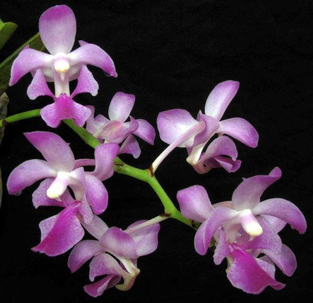 Grow and care Aerides crassifolia orchid - The Thick-Leafed Aerides ...