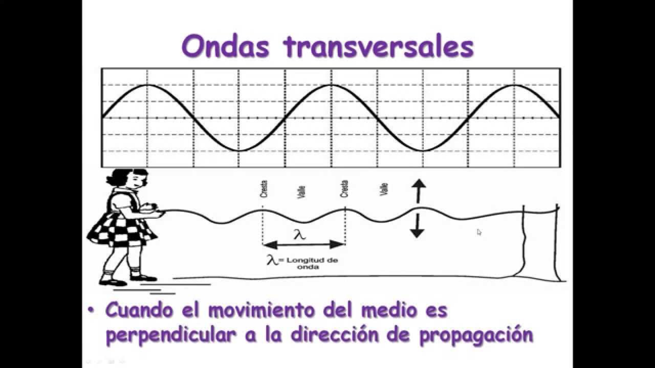 ONDAS: LONGITUDINALES Y TRANSVERSALES