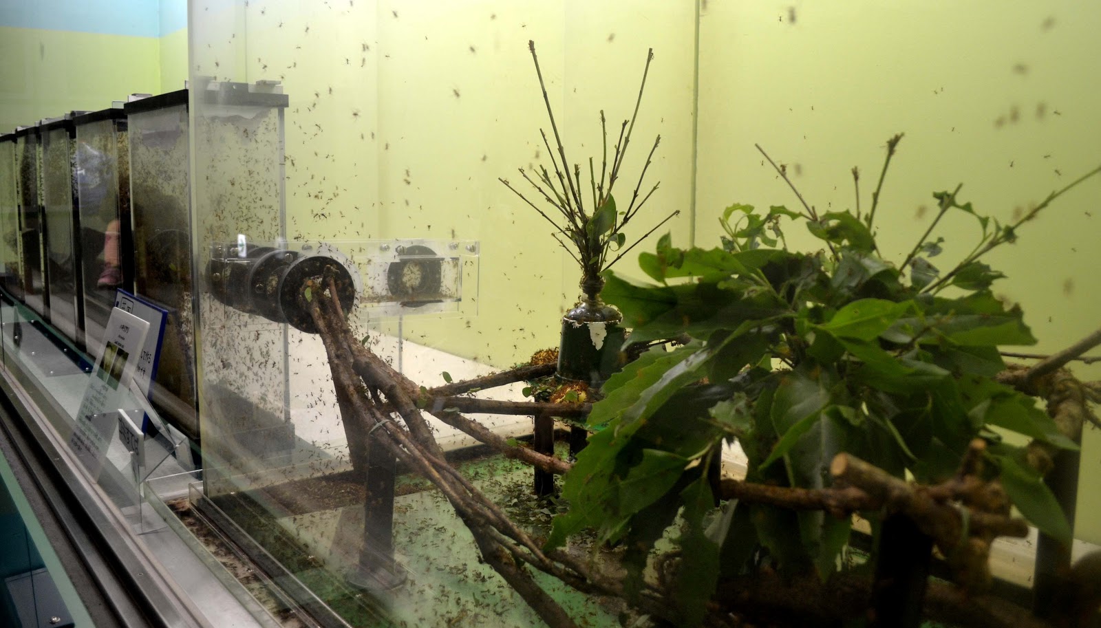 Supercords: Tama Zoo: The Good